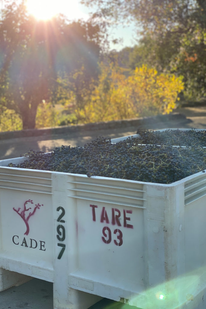 About | 13th Vineyard by CADE